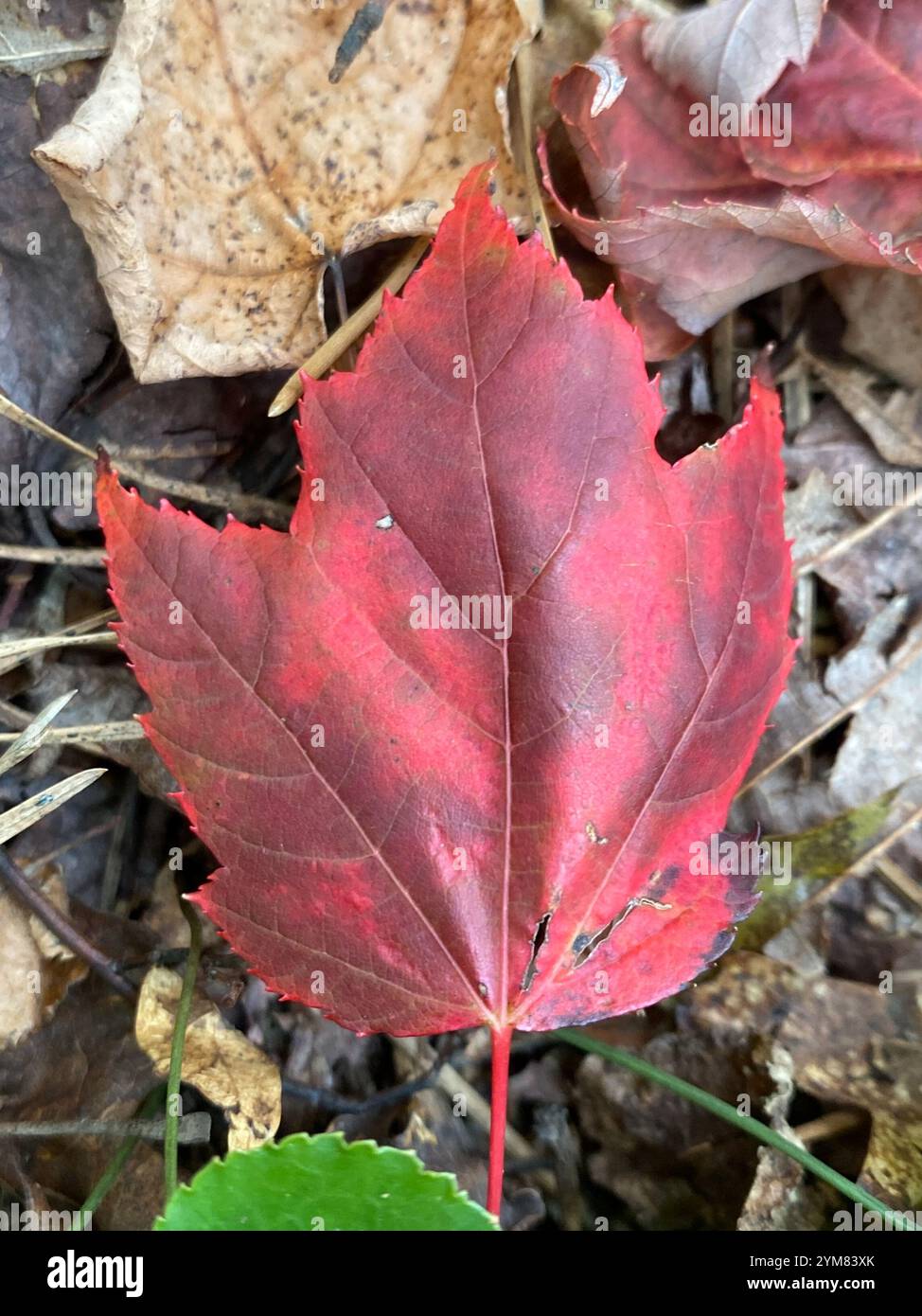 Eastern Red Maple (Acer rubrum rubrum Stock Photo - Alamy