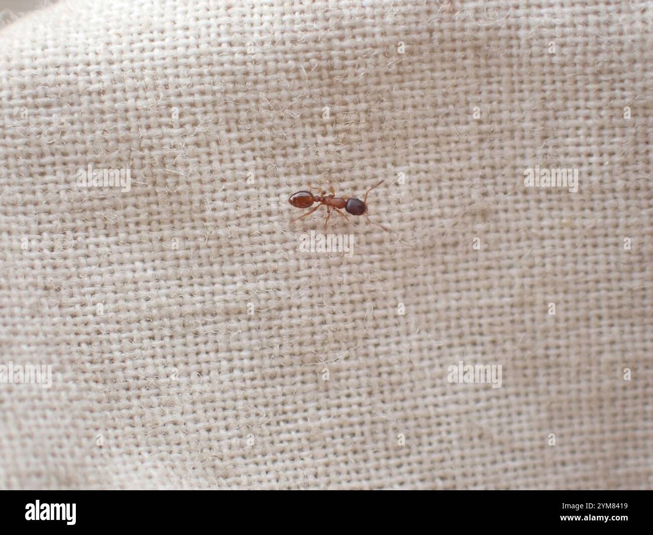 Acorn Ants and Allies (Temnothorax Stock Photo - Alamy