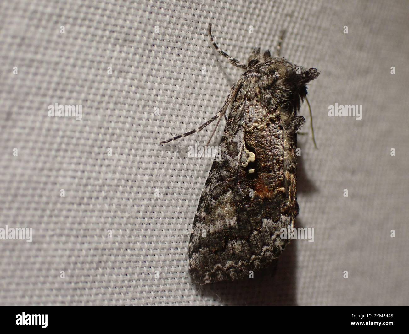 Plusiine Looper Moths (Plusiinae Stock Photo - Alamy