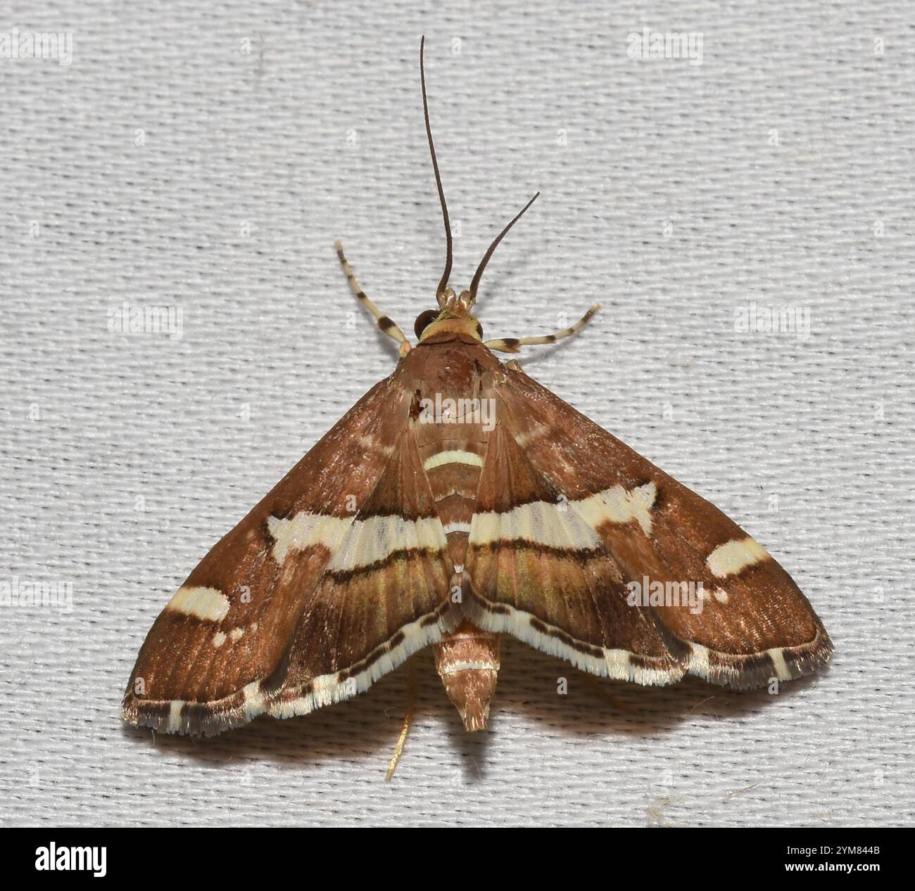 Hawaiian Beet Webworm Moth (Spoladea recurvalis Stock Photo - Alamy