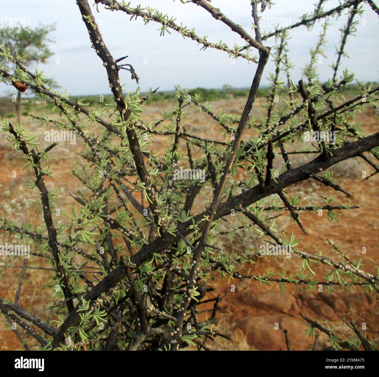 Kalahari Gold (Rhigozum brevispinosum Stock Photo - Alamy