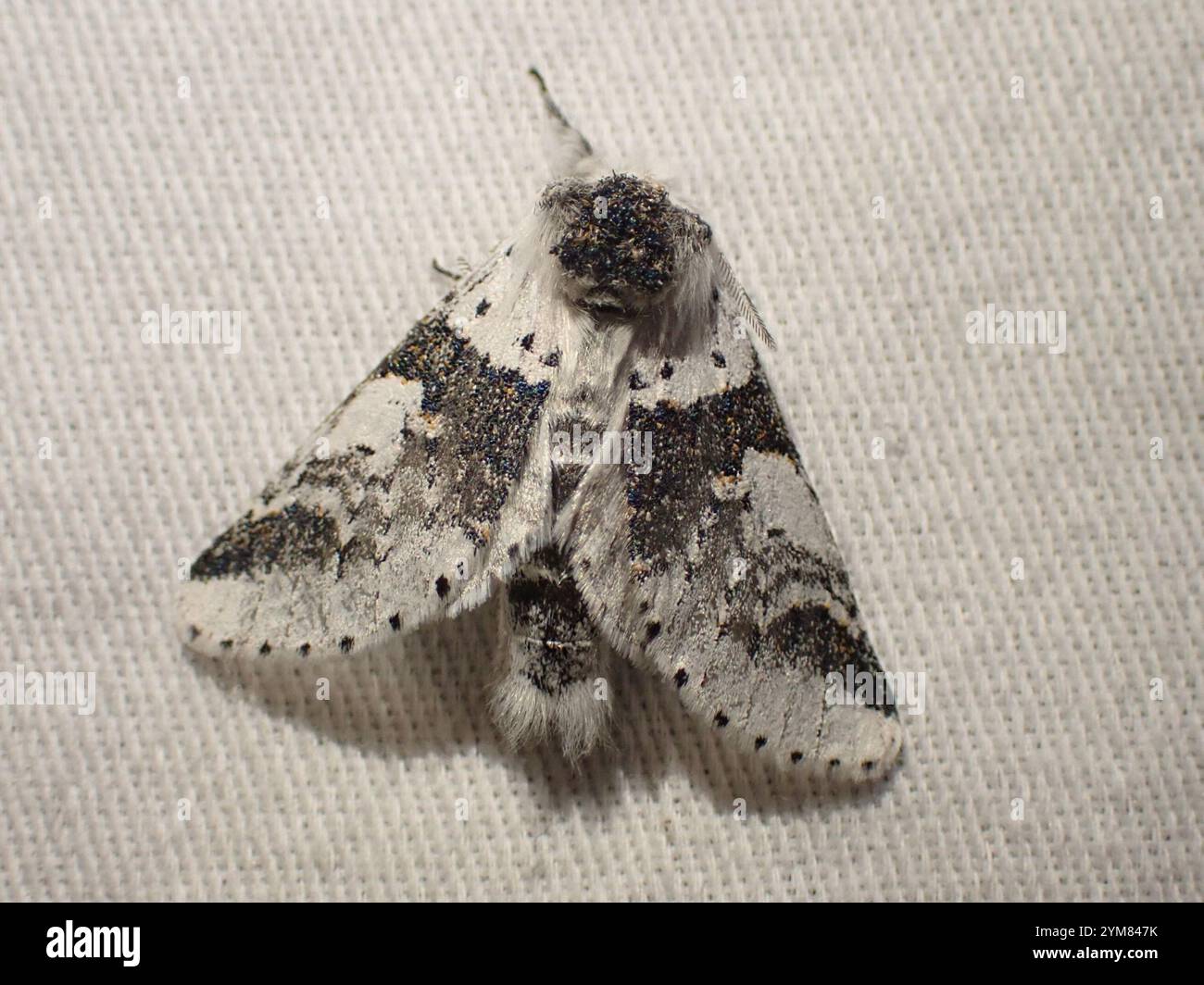 Zigzag Furcula Moth (Furcula scolopendrina Stock Photo - Alamy