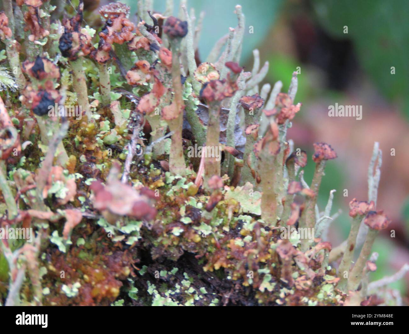pixie cup and reindeer lichens (Cladonia Stock Photo - Alamy