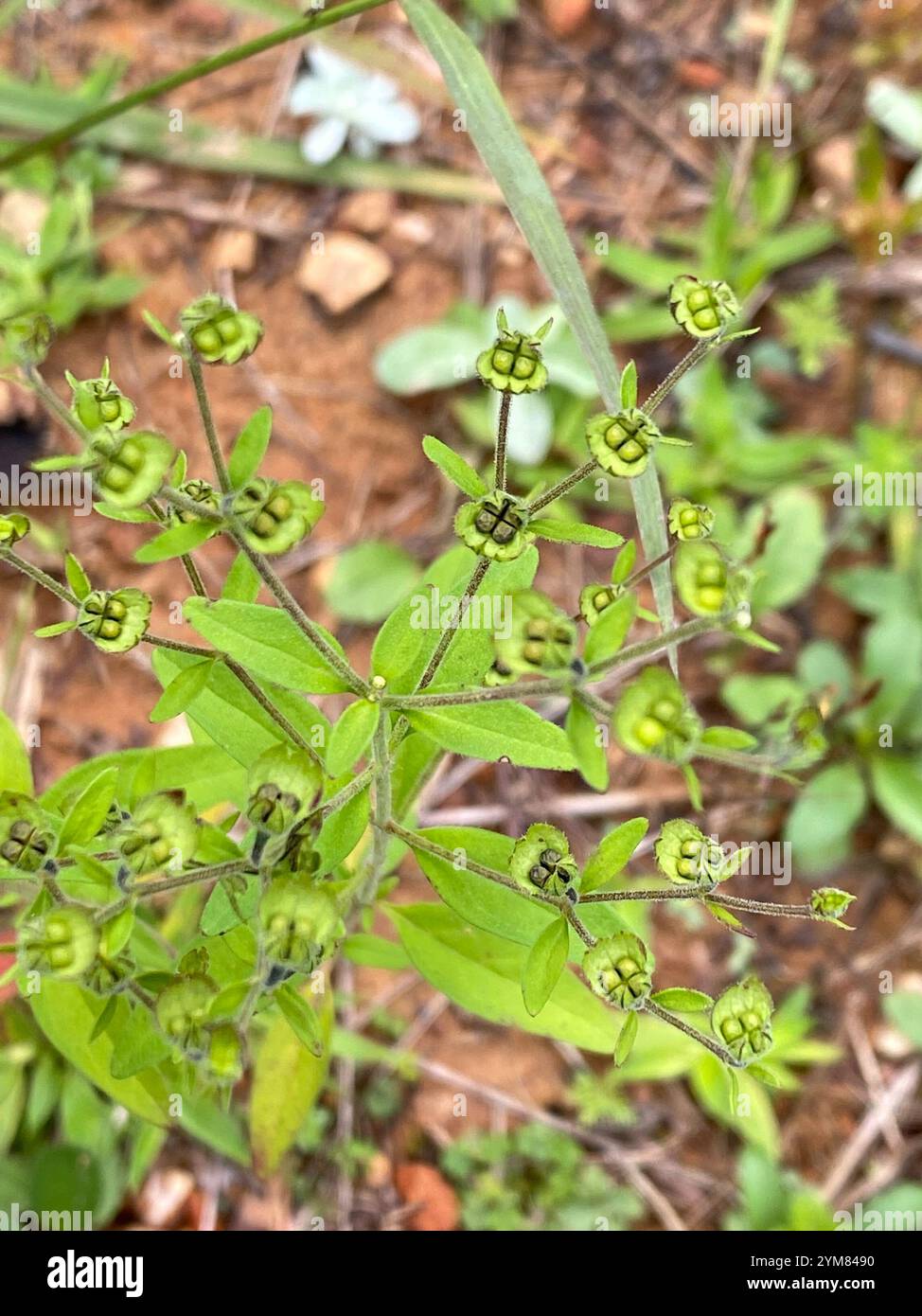 Blue Curls (Trichostema dichotomum Stock Photo - Alamy