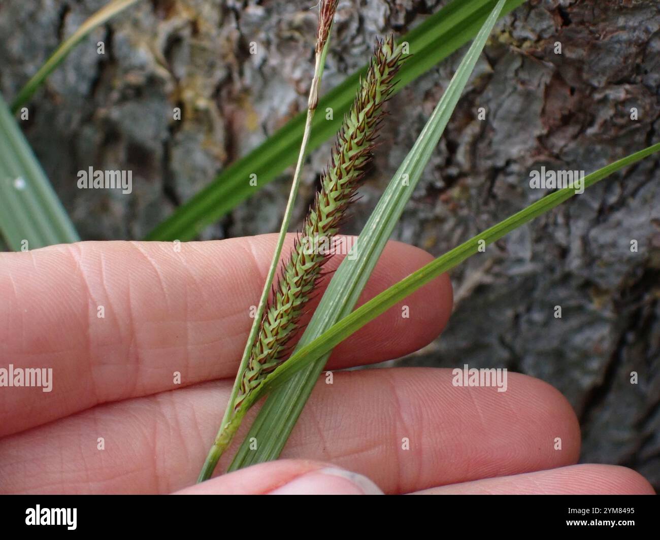 true sedges (Carex Stock Photo - Alamy