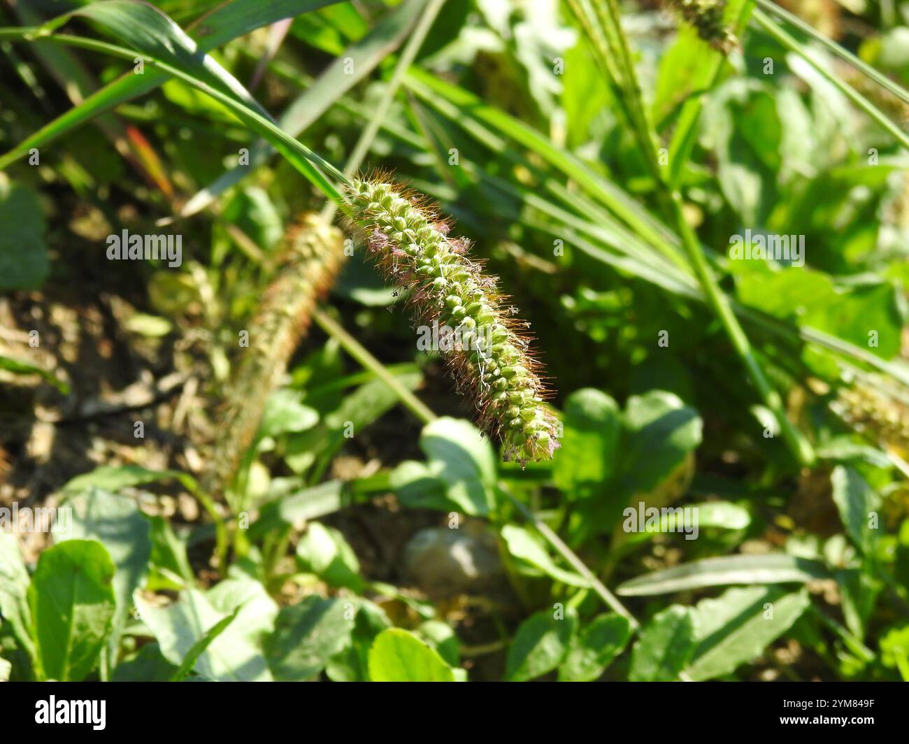 yellow foxtail (Setaria pumila Stock Photo - Alamy