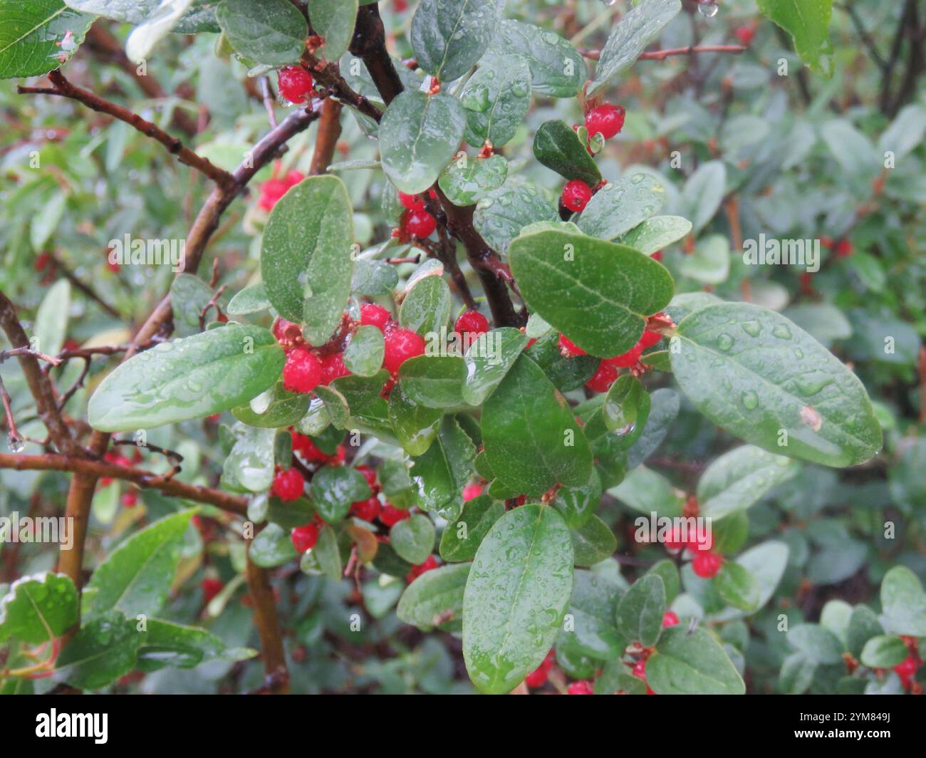 Canadian buffalo-berry (Shepherdia canadensis Stock Photo - Alamy