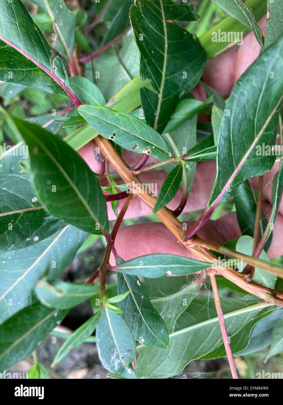 Swamp loosestrife decodon verticillatus hi-res stock photography and ...