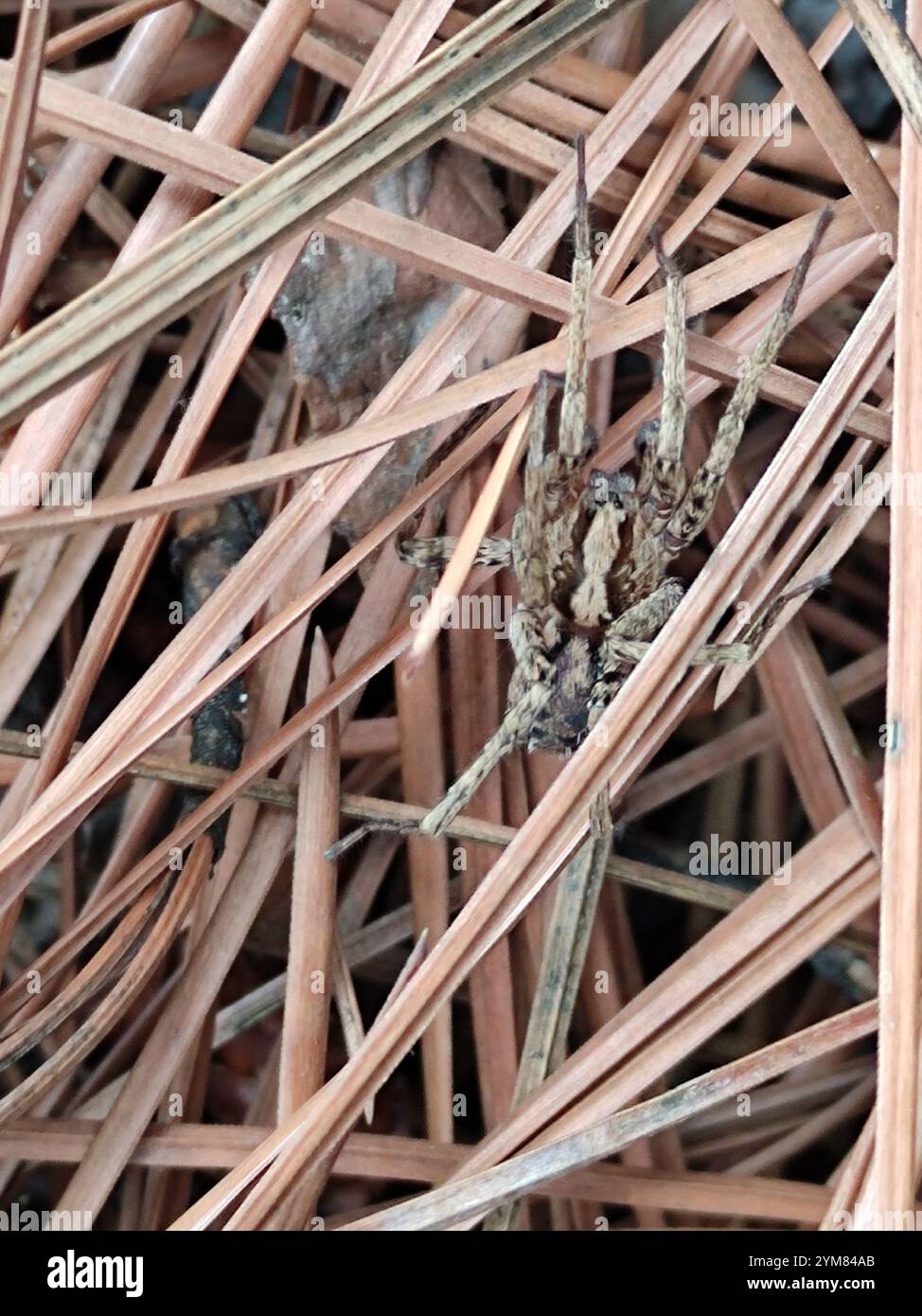Wolf Spiders and Allies (Lycosoidea Stock Photo - Alamy