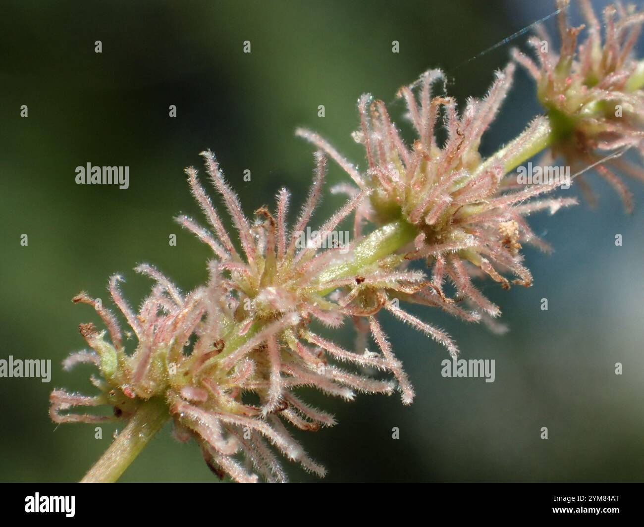 (Boehmeria zollingeriana podocarpa Stock Photo - Alamy