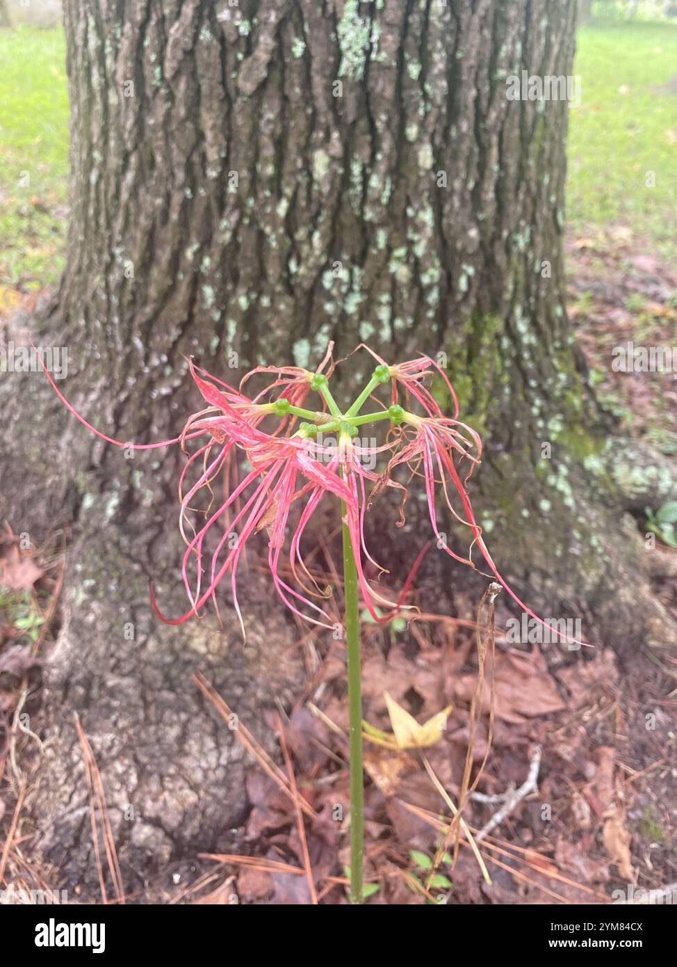 red spider lily (Lycoris radiata Stock Photo - Alamy
