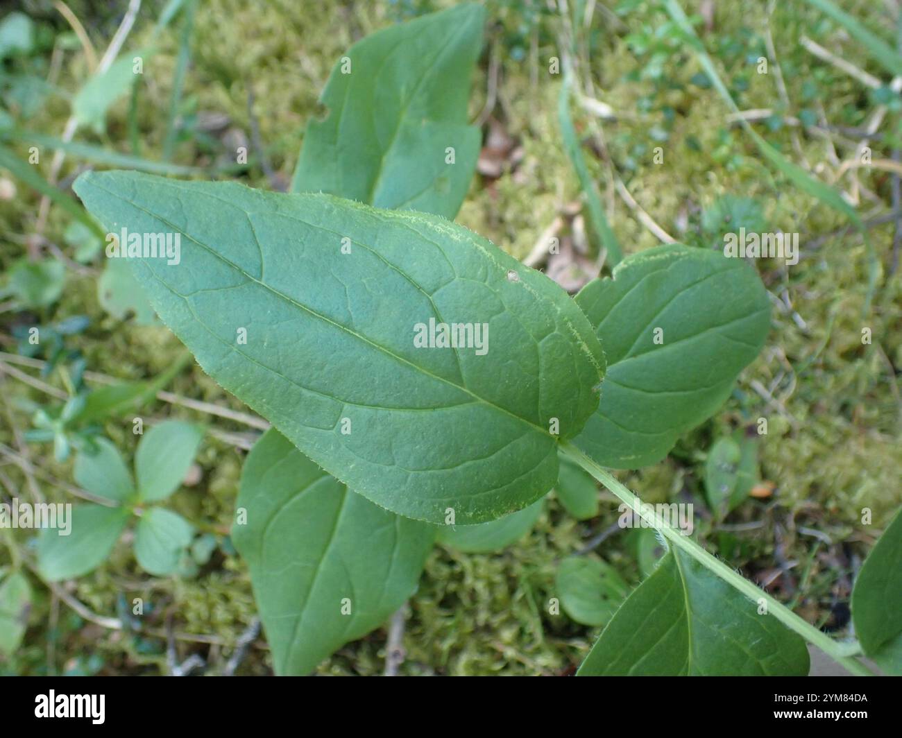 Tall Bluebell (Mertensia paniculata Stock Photo - Alamy