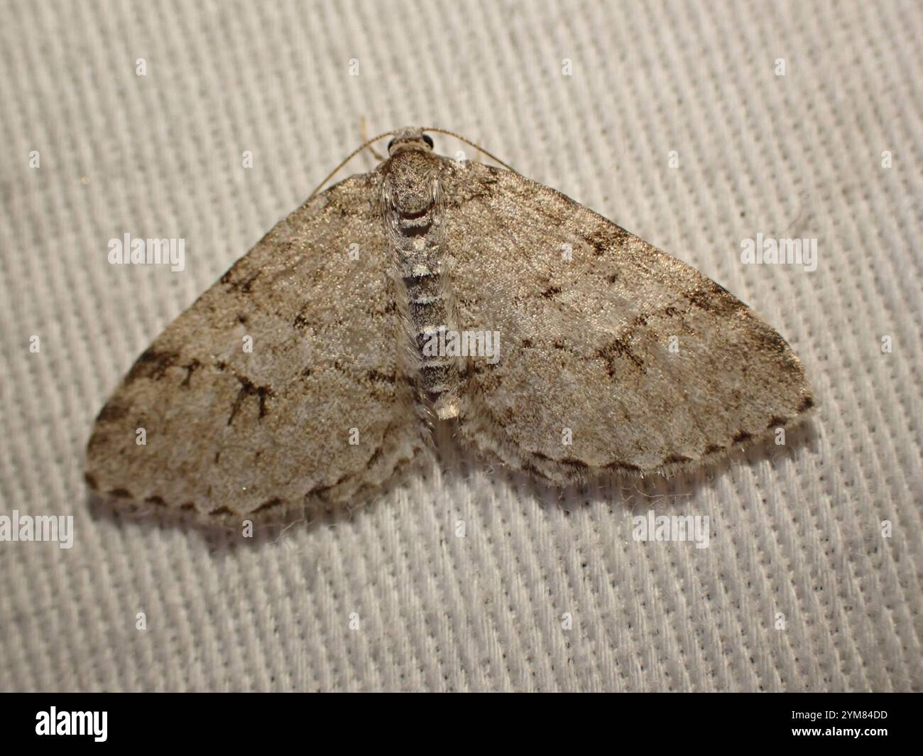 Geometer Moths (Geometridae Stock Photo - Alamy
