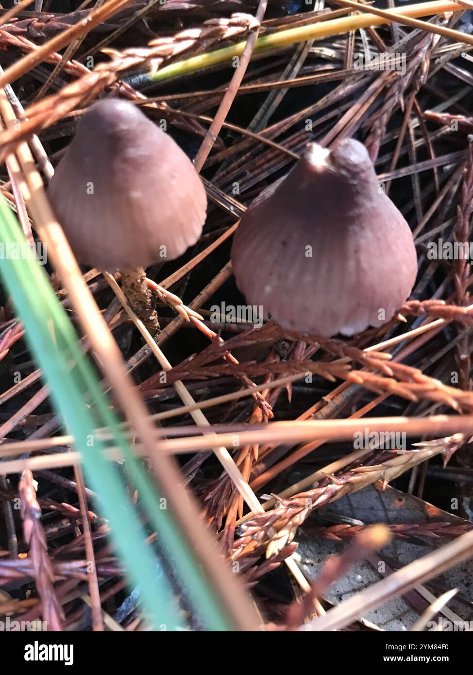purple-edge bonnet (Mycena purpureofusca Stock Photo - Alamy