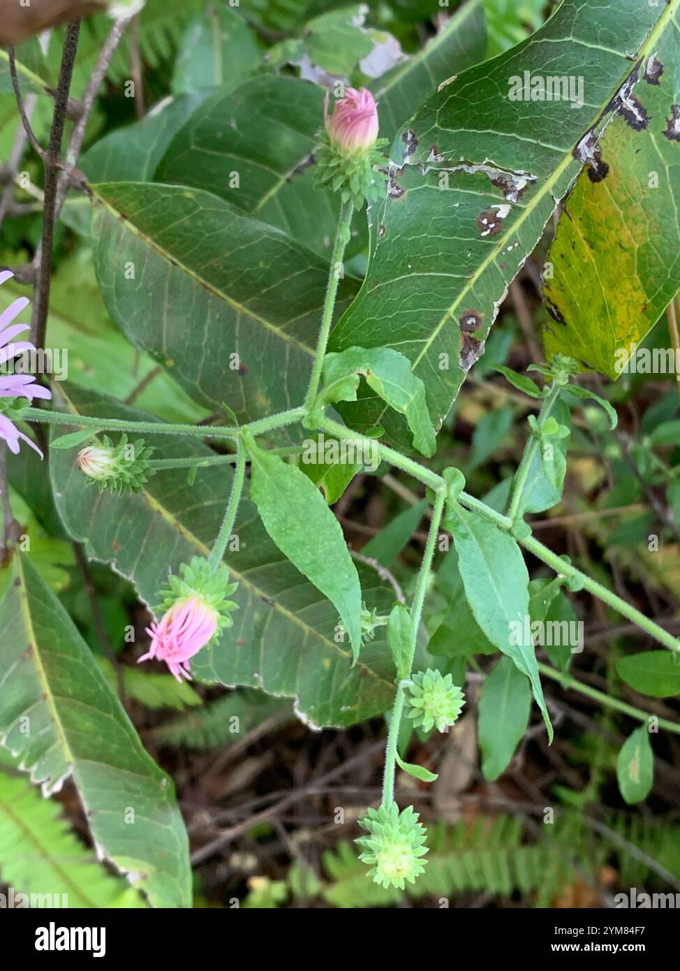 Aster carolinianus hi-res stock photography and images - Alamy