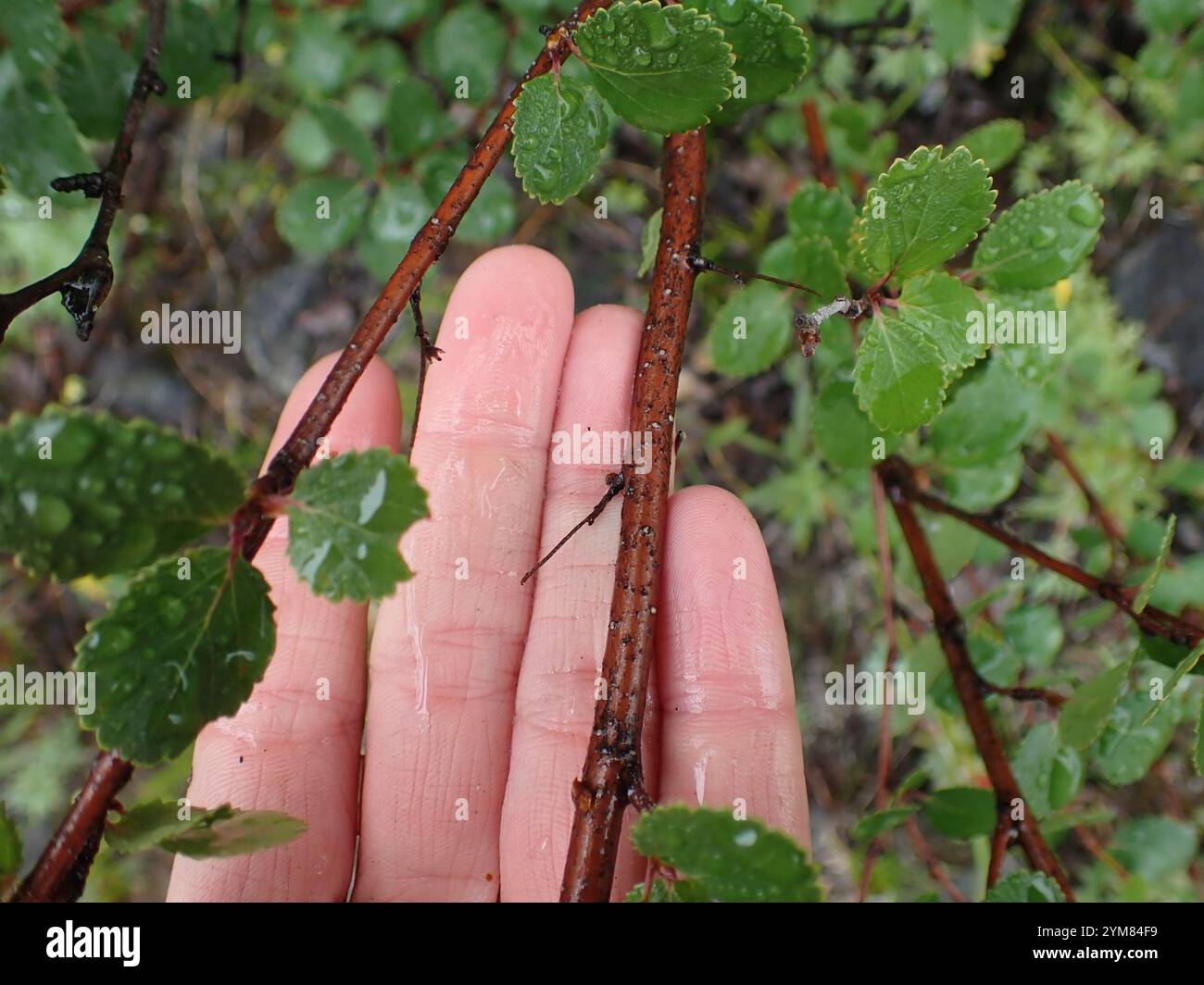 dwarf resin birch (Betula glandulosa Stock Photo - Alamy