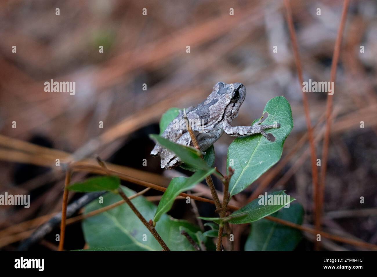 Pine Woods Tree Frog (Hyla femoralis Stock Photo - Alamy