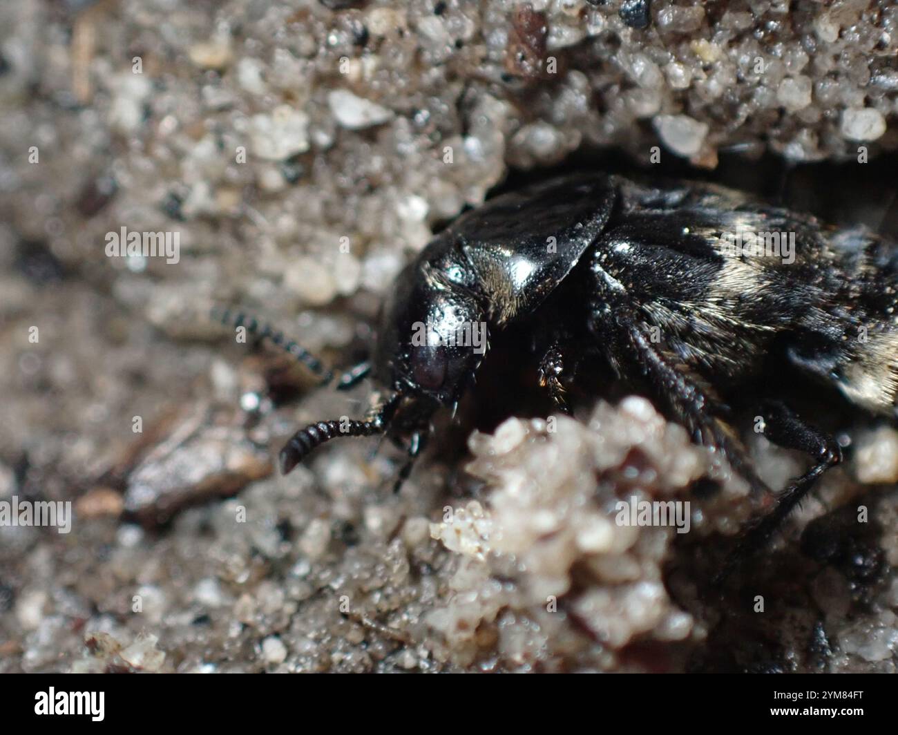 hairy rove beetle (Creophilus maxillosus Stock Photo - Alamy