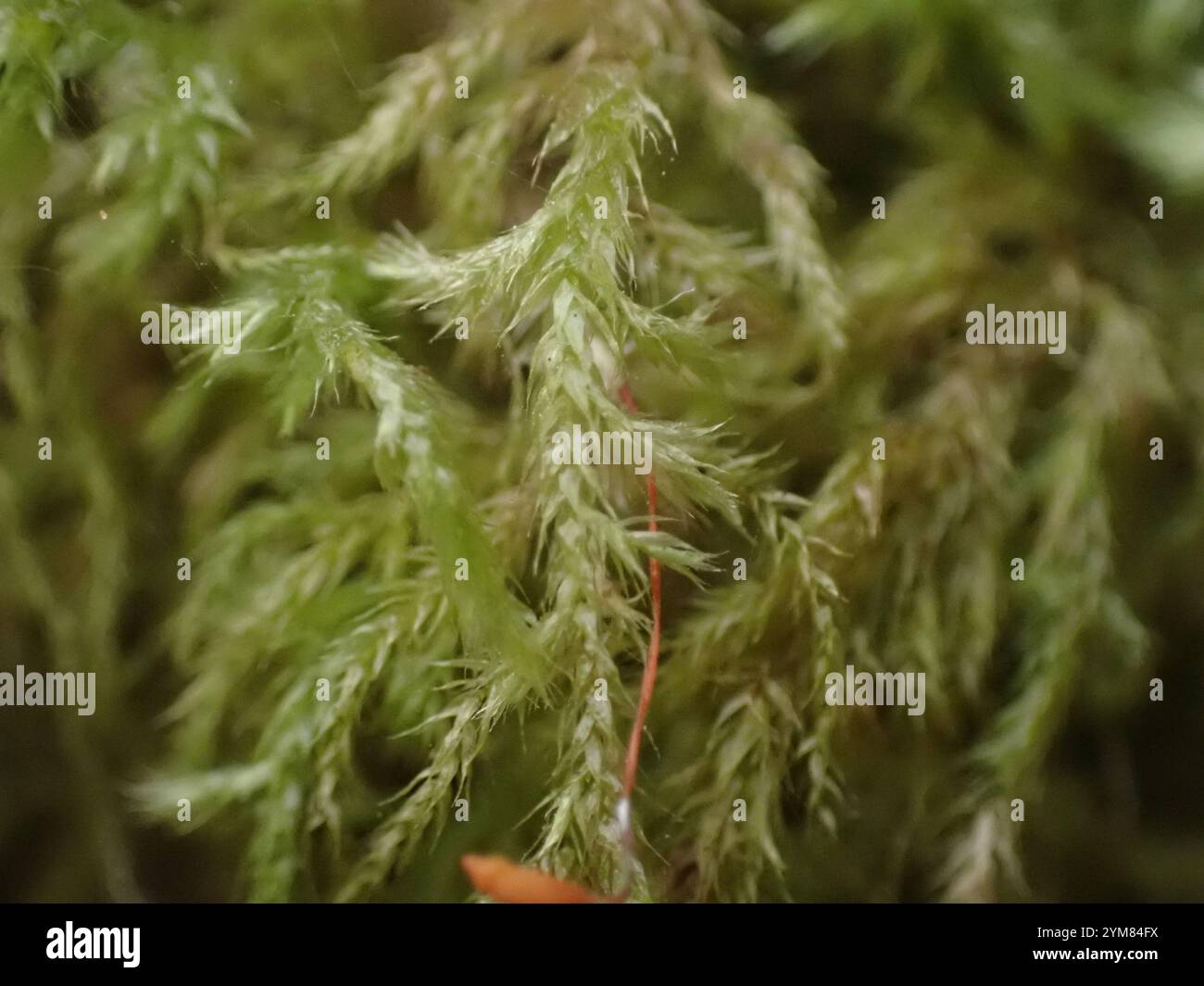 Cat's Tail Moss (Pseudisothecium stoloniferum Stock Photo - Alamy