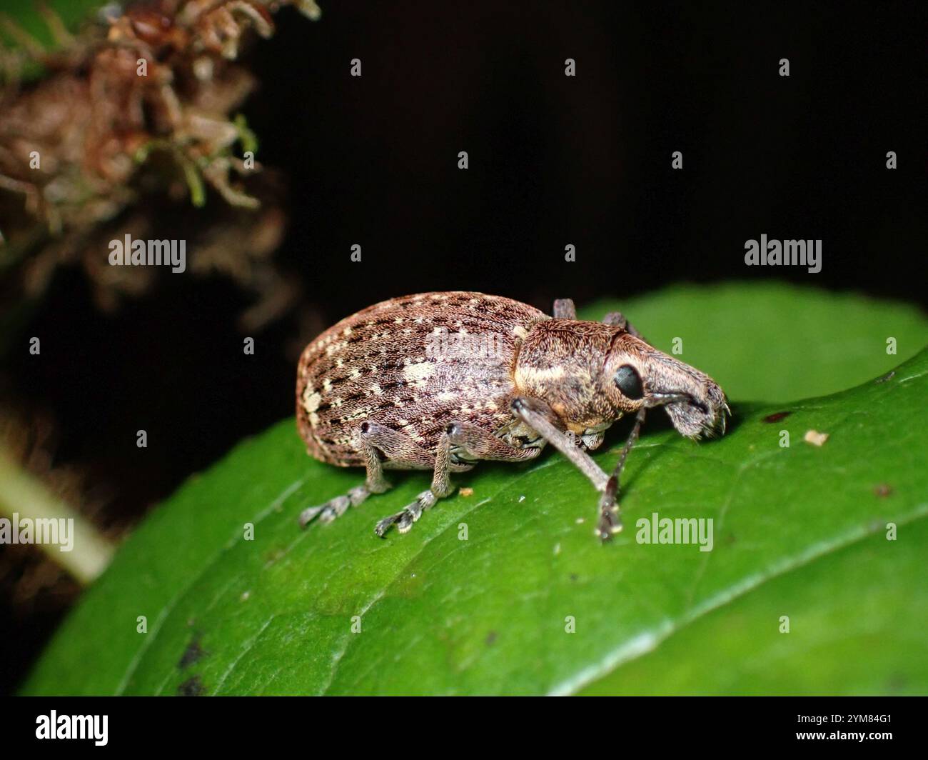Didymus hi-res stock photography and images - Alamy