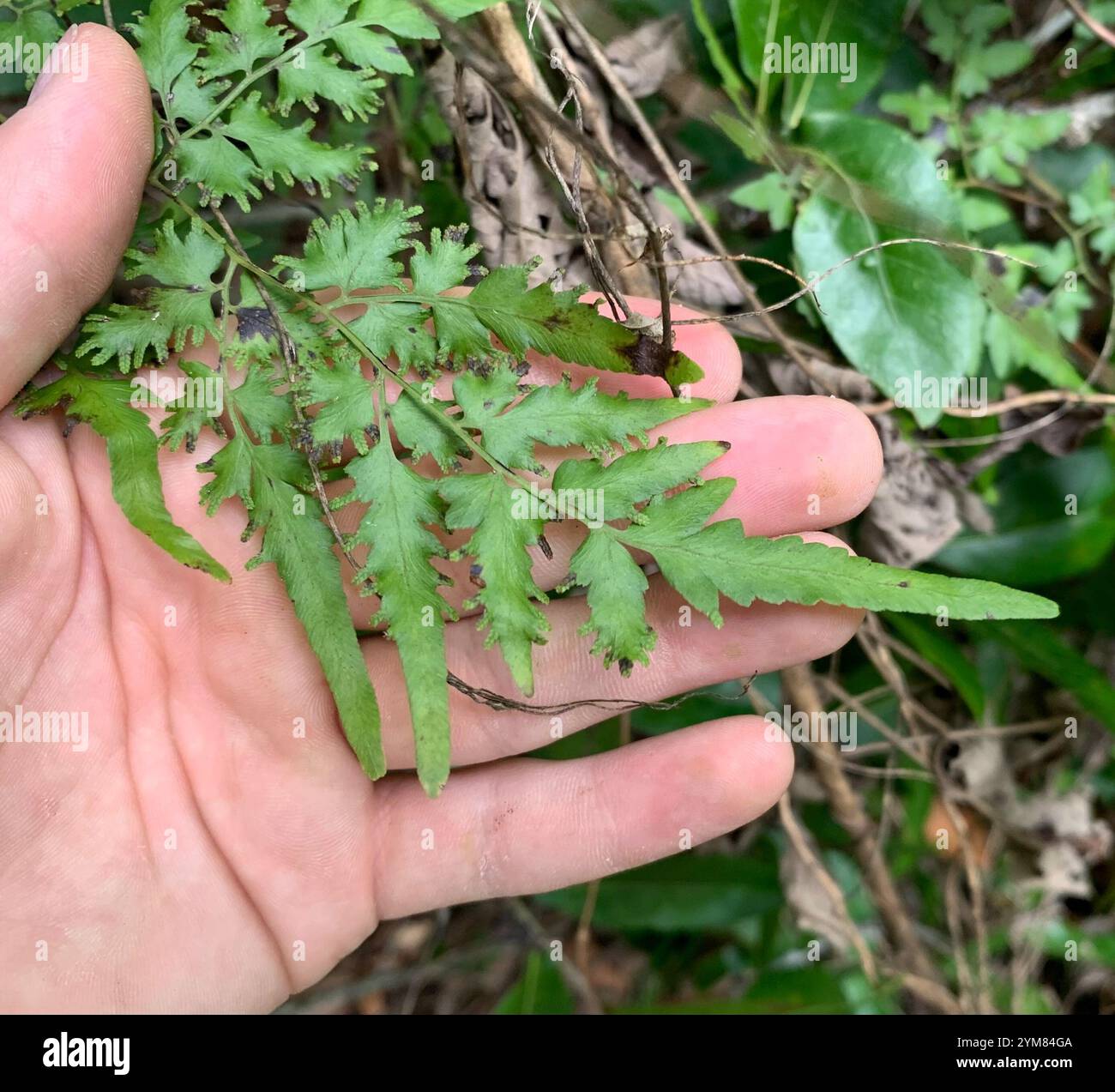 Japanese climbing fern (Lygodium japonicum Stock Photo - Alamy