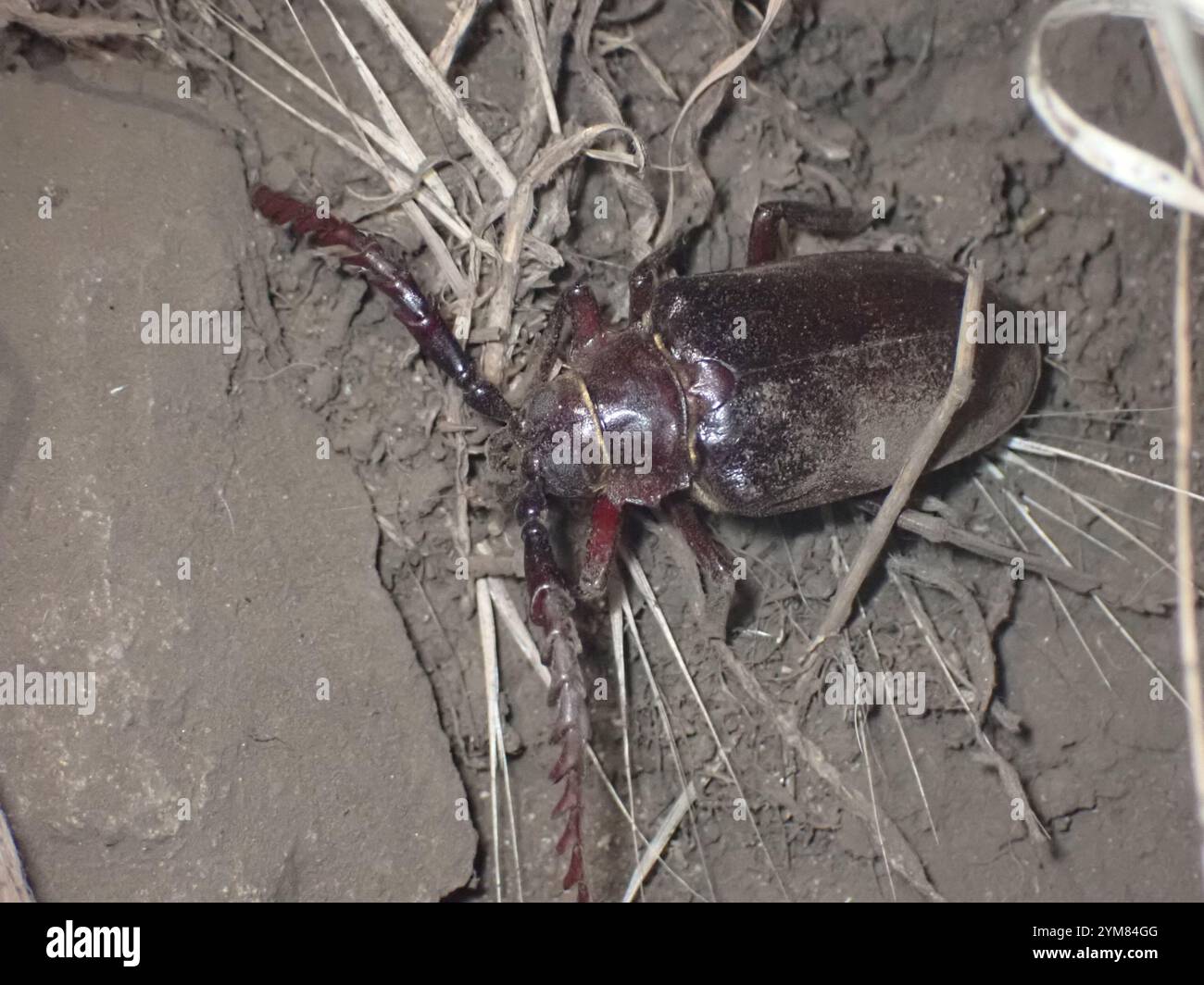 California Root Borer (Prionus californicus Stock Photo - Alamy