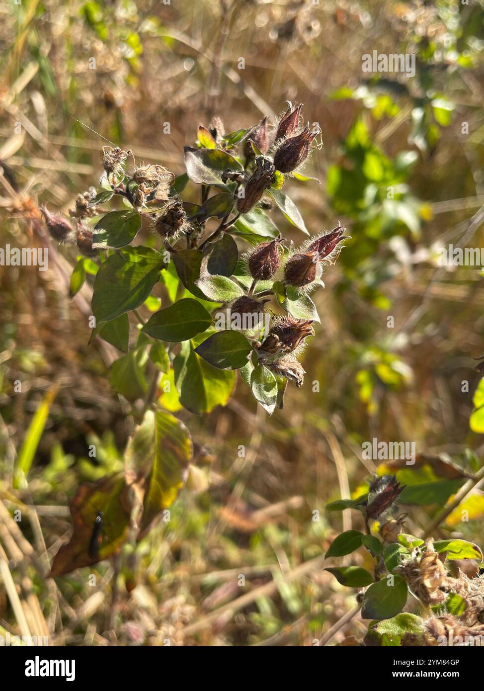 blue waterleaf (Hydrolea ovata Stock Photo - Alamy