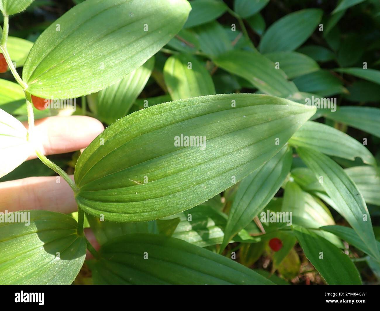 rose twisted-stalk (Streptopus lanceolatus Stock Photo - Alamy