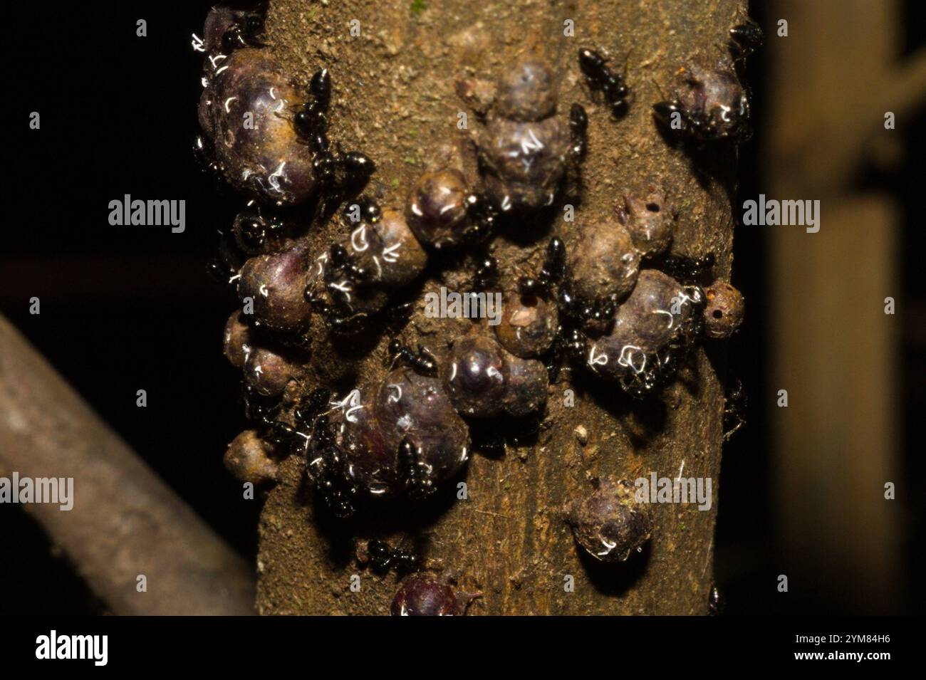 Kerriidae hi-res stock photography and images - Alamy