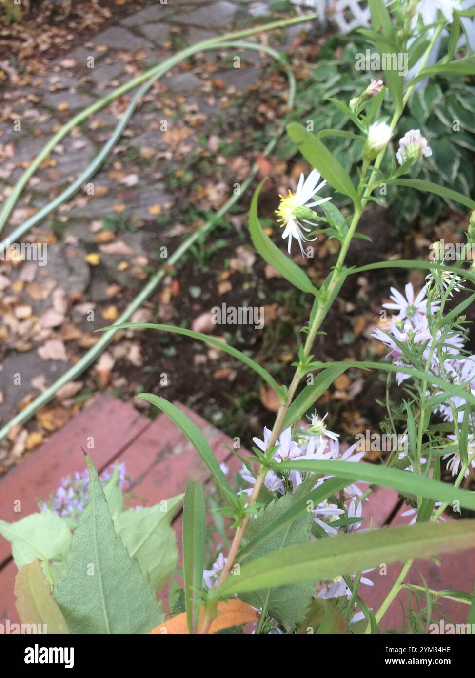 common panicled aster (Symphyotrichum lanceolatum lanceolatum Stock ...