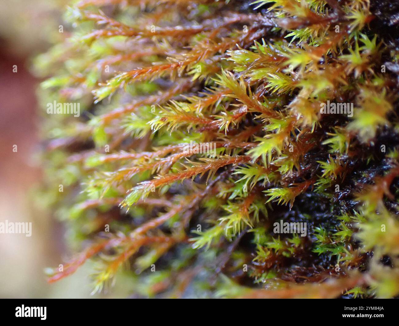 Schistidium papillosum hi-res stock photography and images - Alamy
