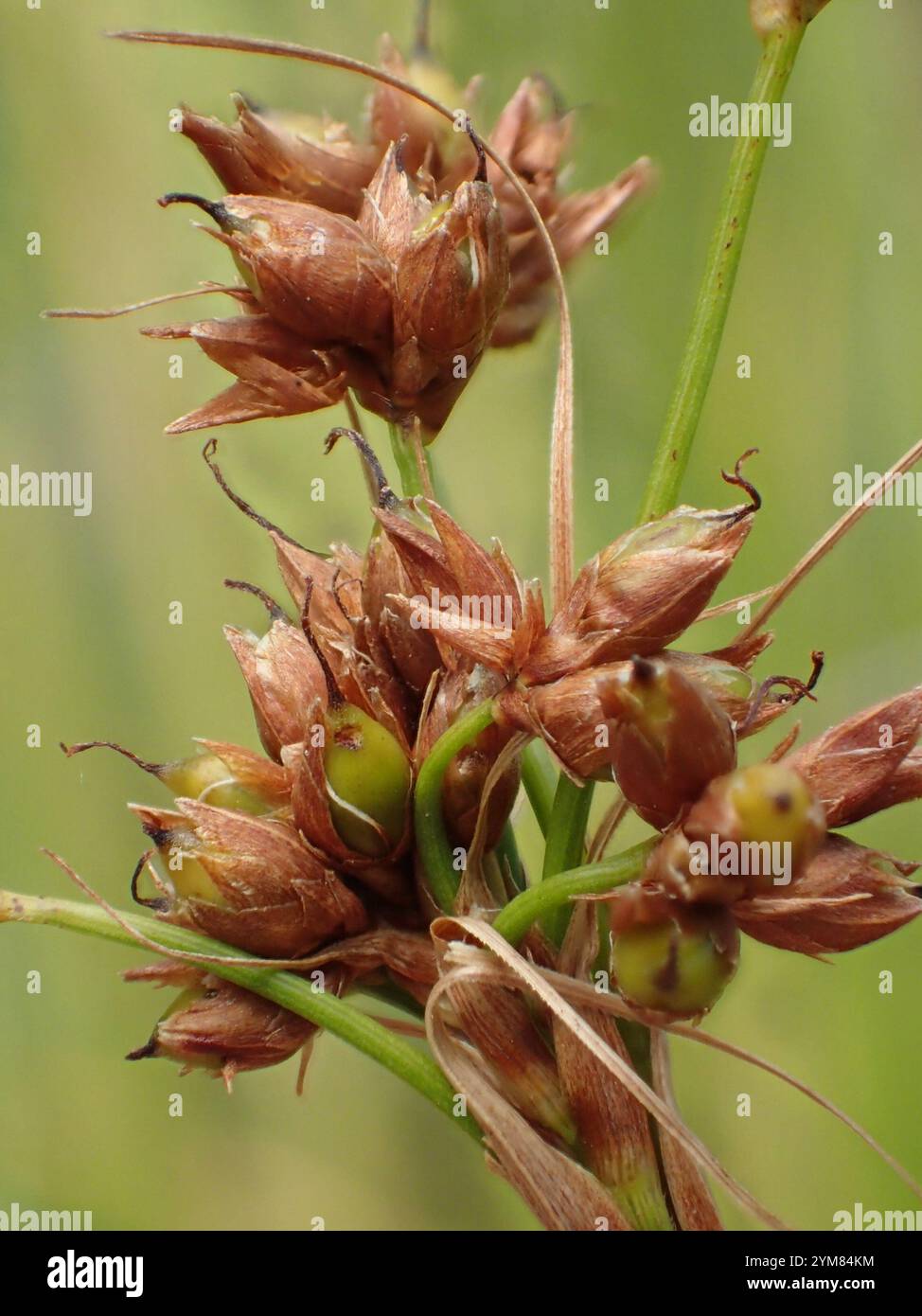 (Cladium mariscus mariscus Stock Photo - Alamy