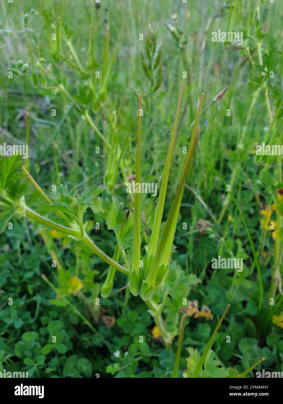 Mediterranean Stork's-bill (Erodium botrys Stock Photo - Alamy