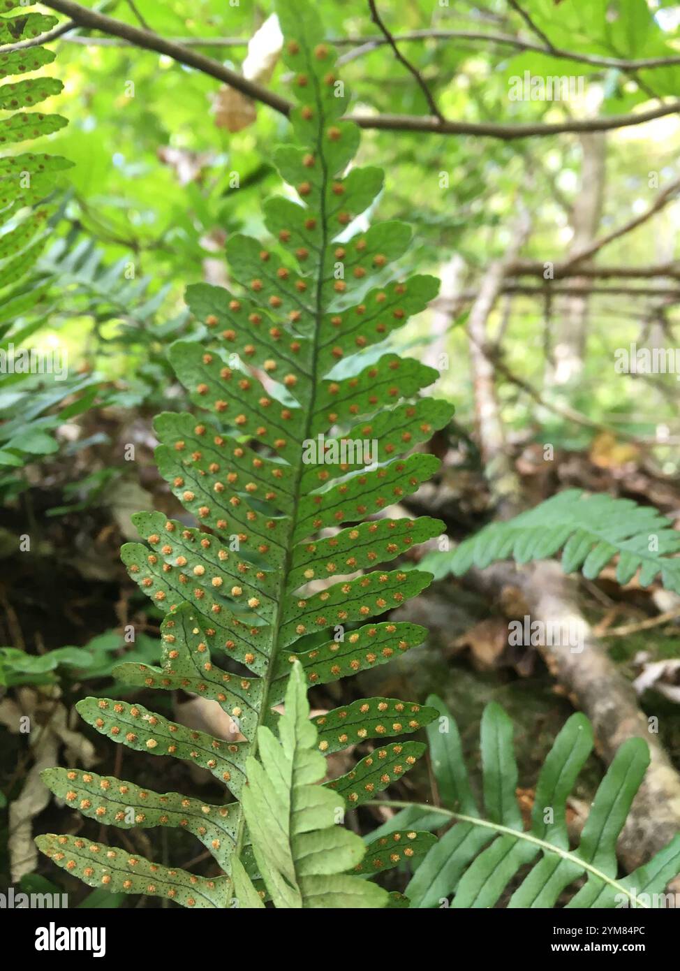 rock polypody (Polypodium virginianum Stock Photo - Alamy