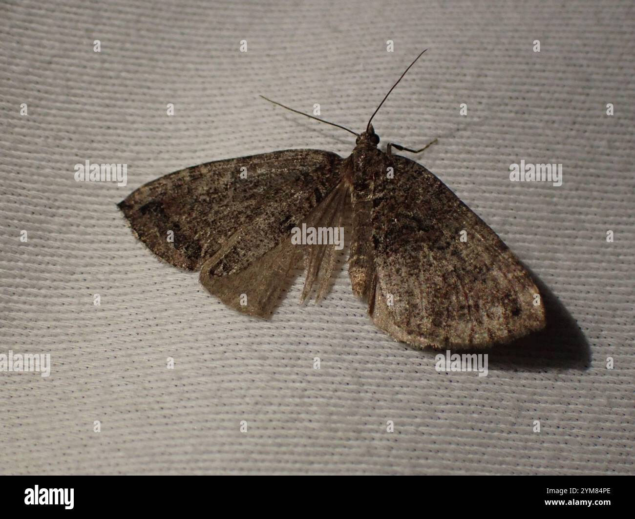 Geometer Moths (Geometridae Stock Photo - Alamy