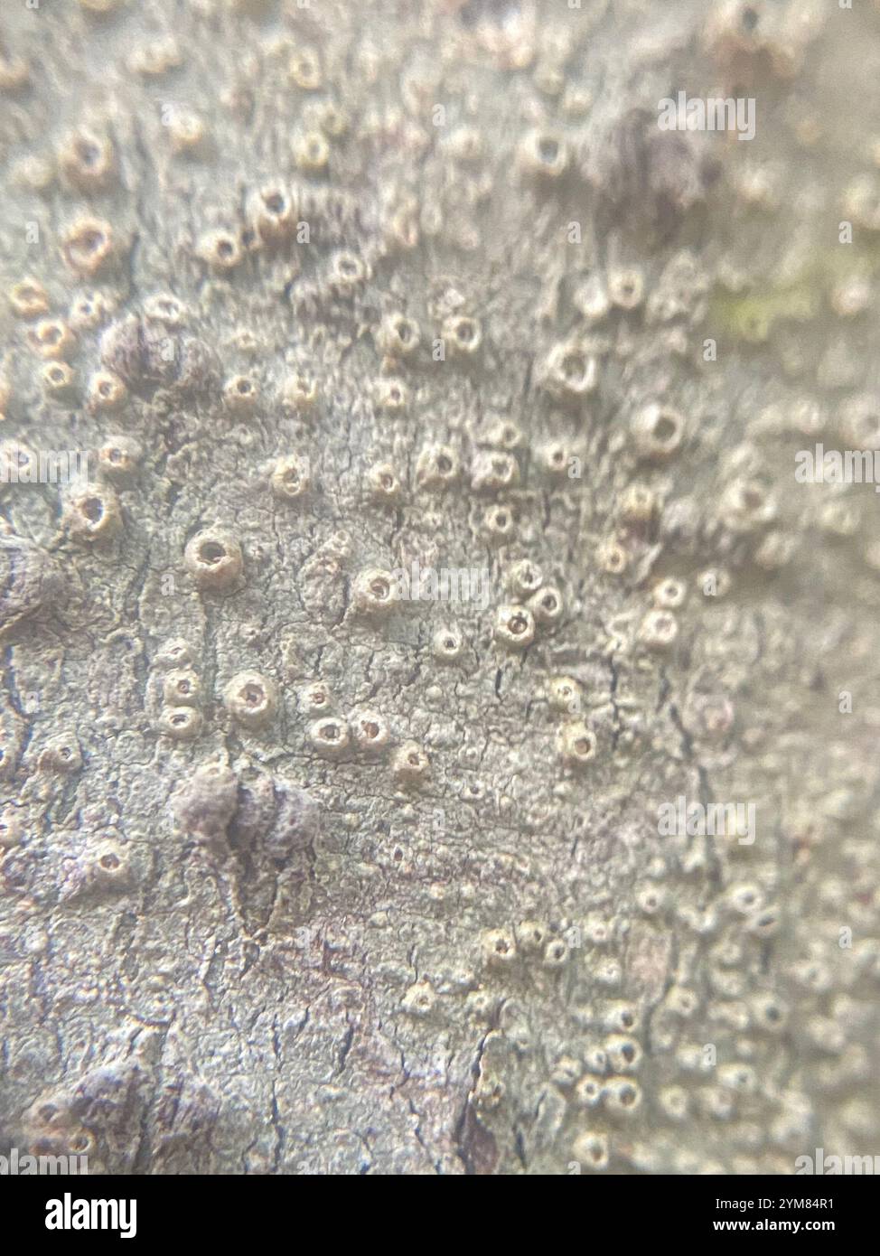 barnacle lichens (Thelotrema Stock Photo - Alamy