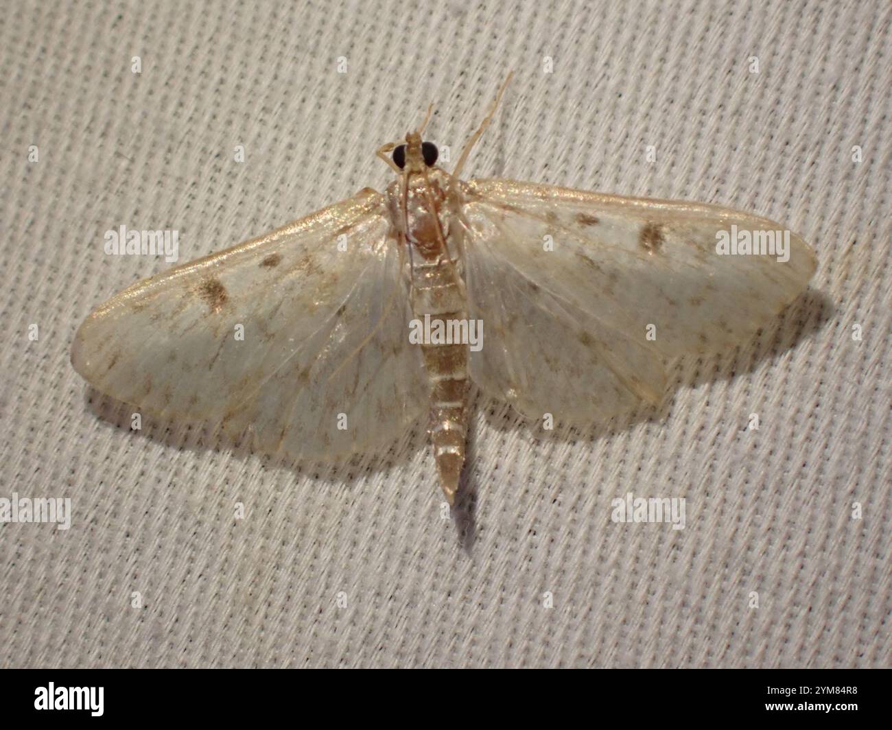 Herpetogramma hi-res stock photography and images - Alamy