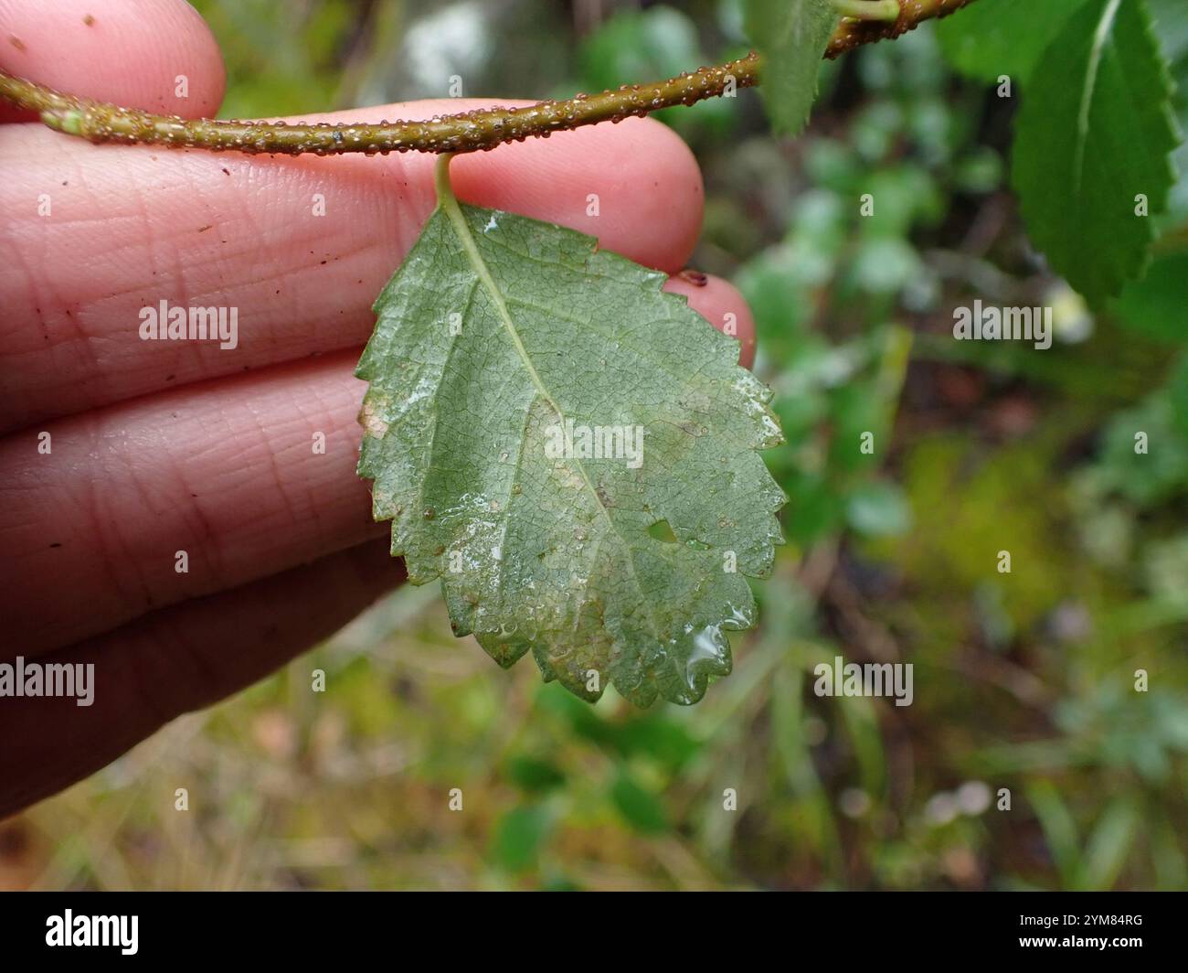 dwarf resin birch (Betula glandulosa Stock Photo - Alamy