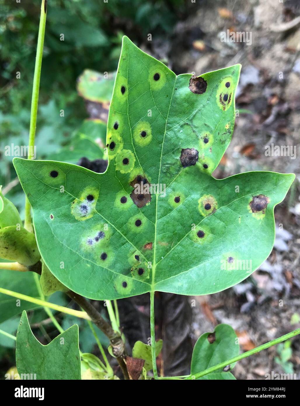 tulip tree leaf spot gall midge (Resseliella liriodendri Stock Photo ...
