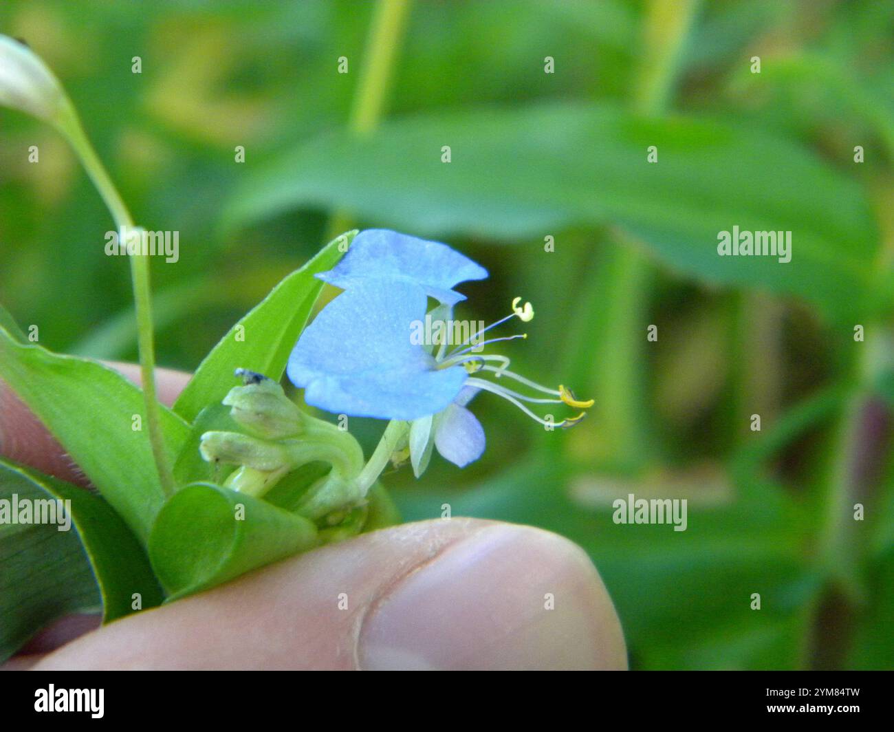 Common Climbing Dayflower (Commelina diffusa diffusa Stock Photo - Alamy