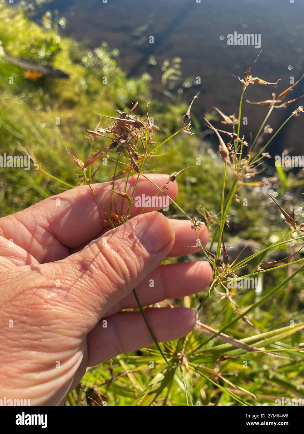 short-bristled horned beaksedge (Rhynchospora corniculata Stock Photo ...
