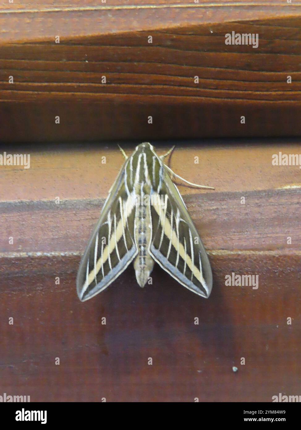 White-lined Sphinx (Hyles lineata Stock Photo - Alamy
