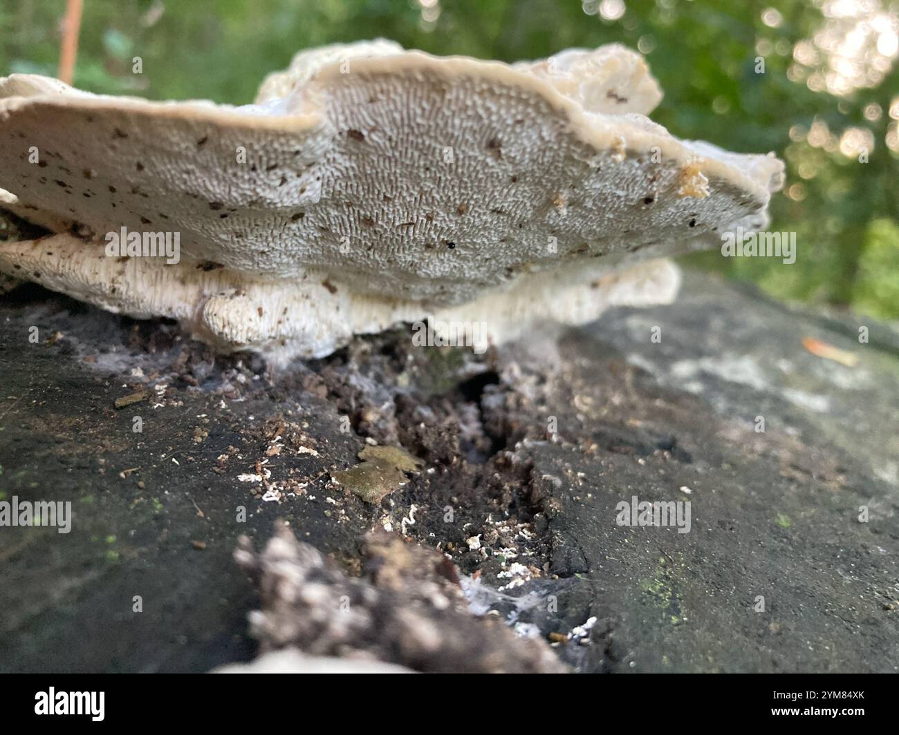 Lumpy Bracket (Trametes gibbosa Stock Photo - Alamy