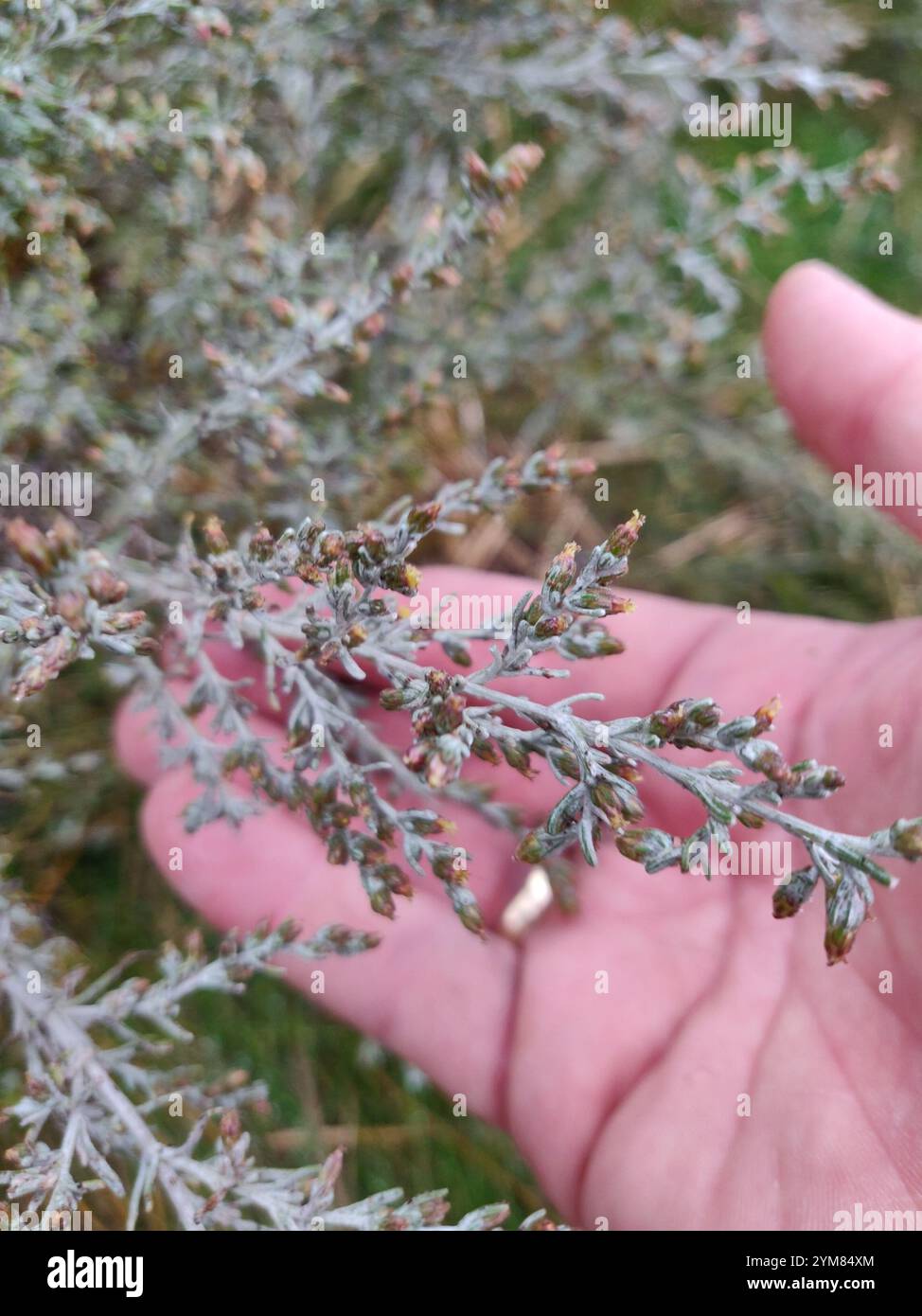 Sea Wormwood (Artemisia maritima Stock Photo - Alamy