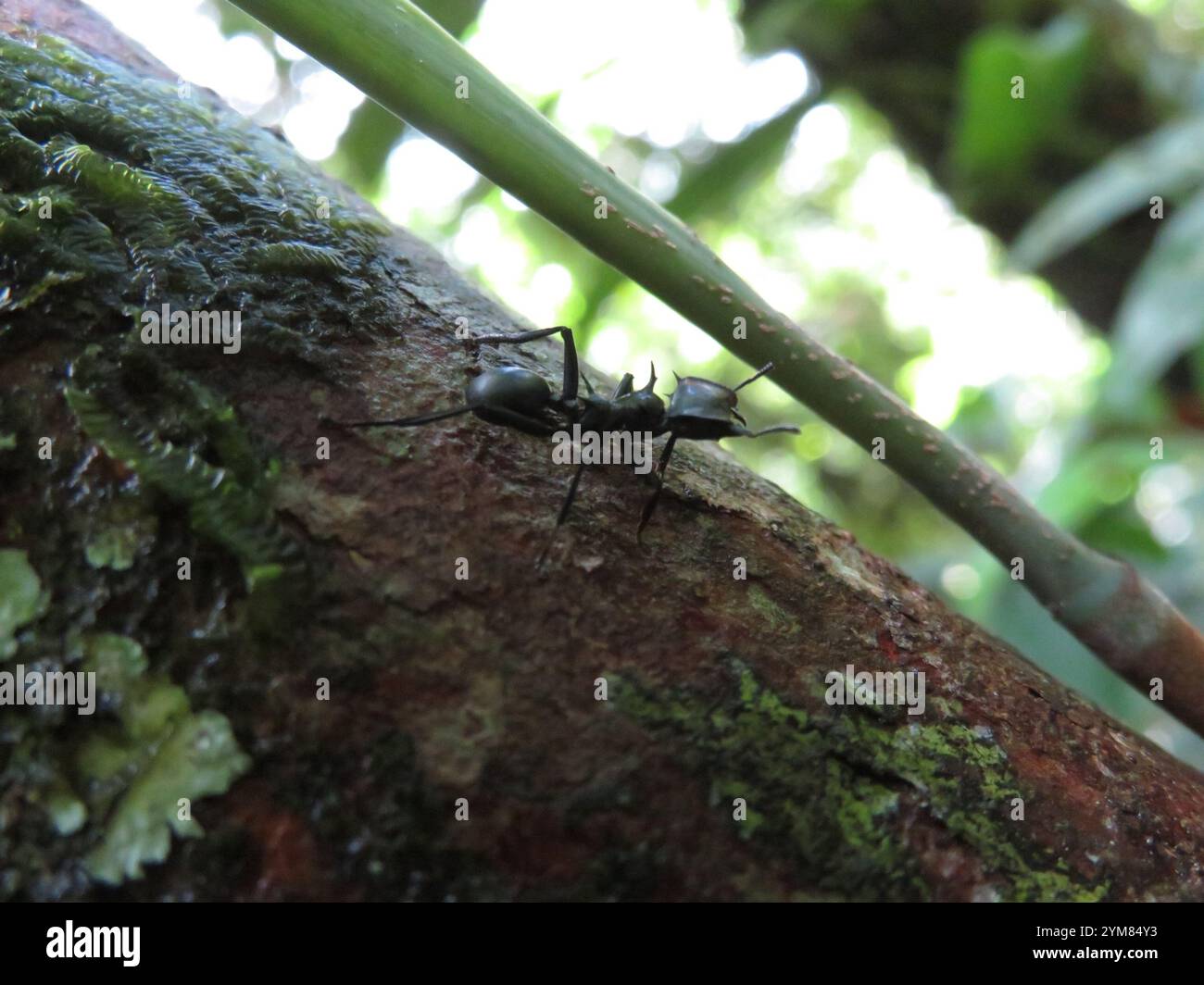 Common Giant Turtle Ant (Cephalotes atratus Stock Photo - Alamy