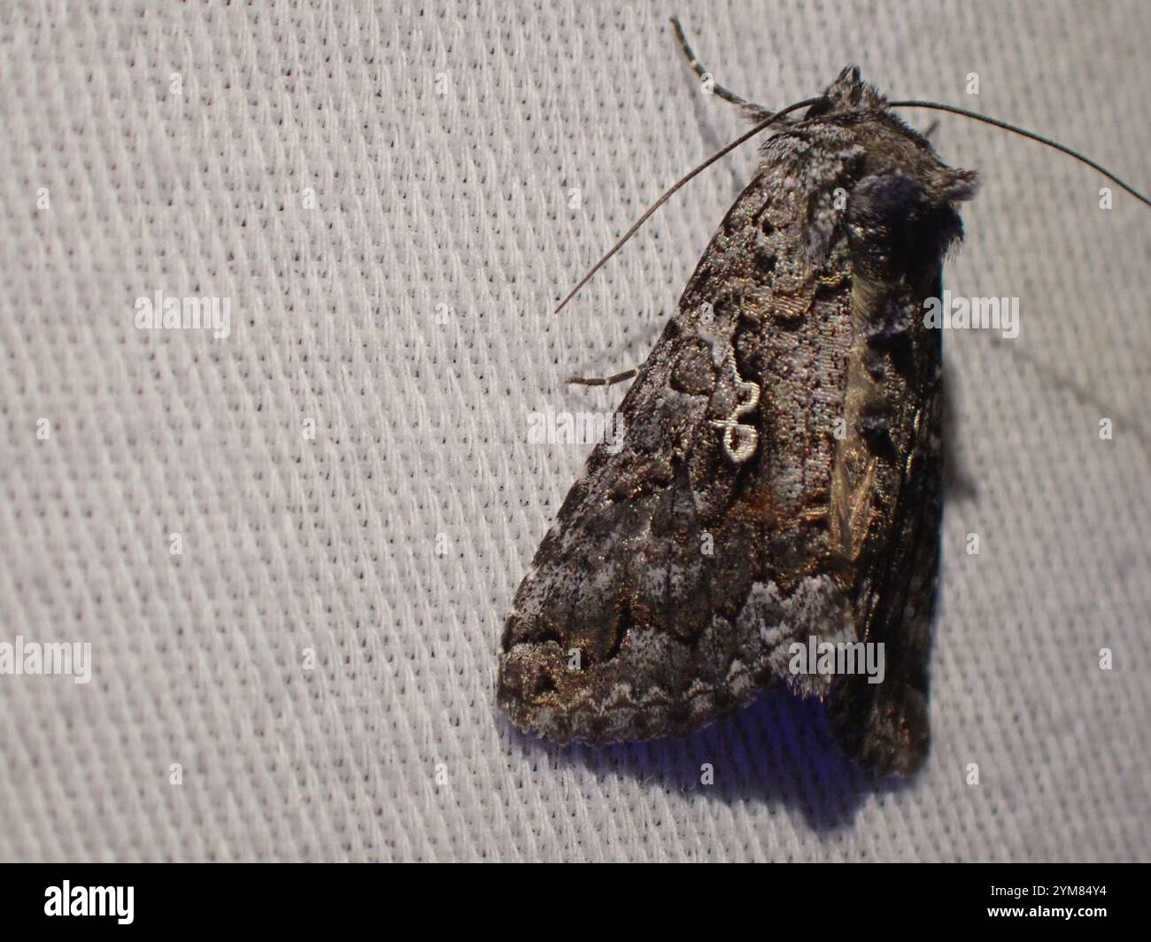Plusiine hi-res stock photography and images - Alamy