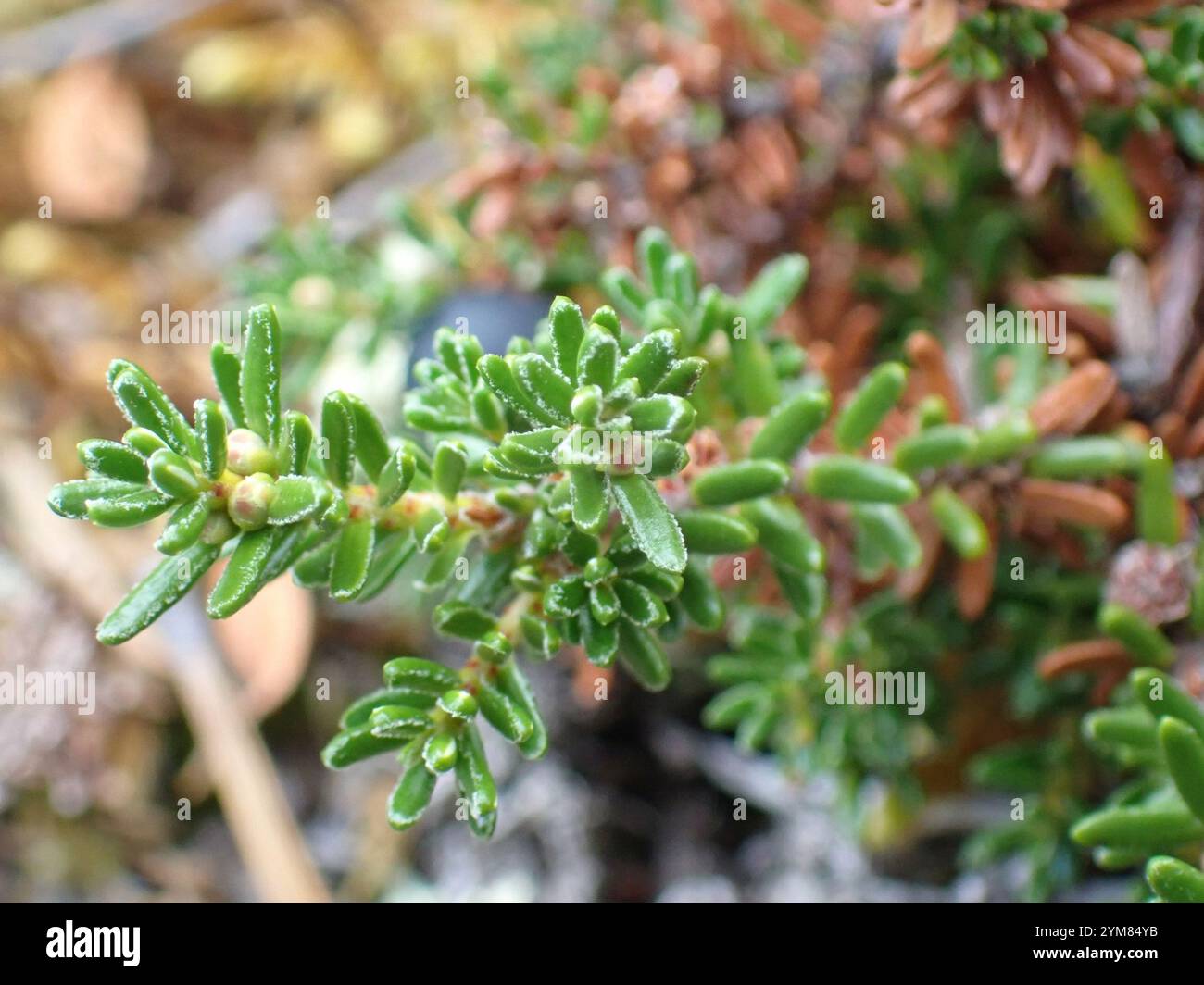black crowberry (Empetrum nigrum Stock Photo - Alamy