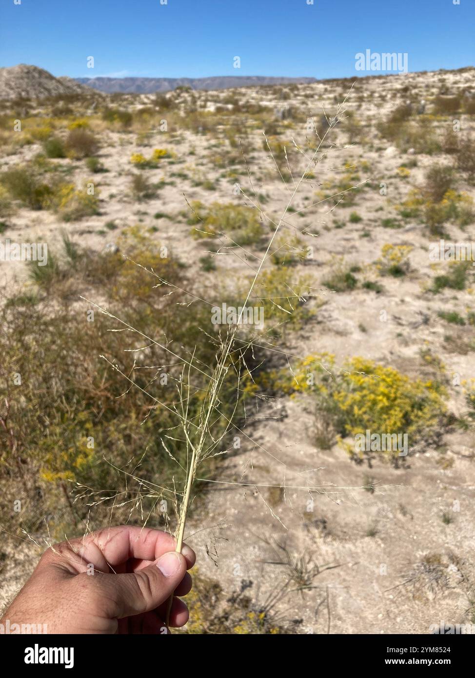 Alkali Sacaton (Sporobolus airoides Stock Photo - Alamy