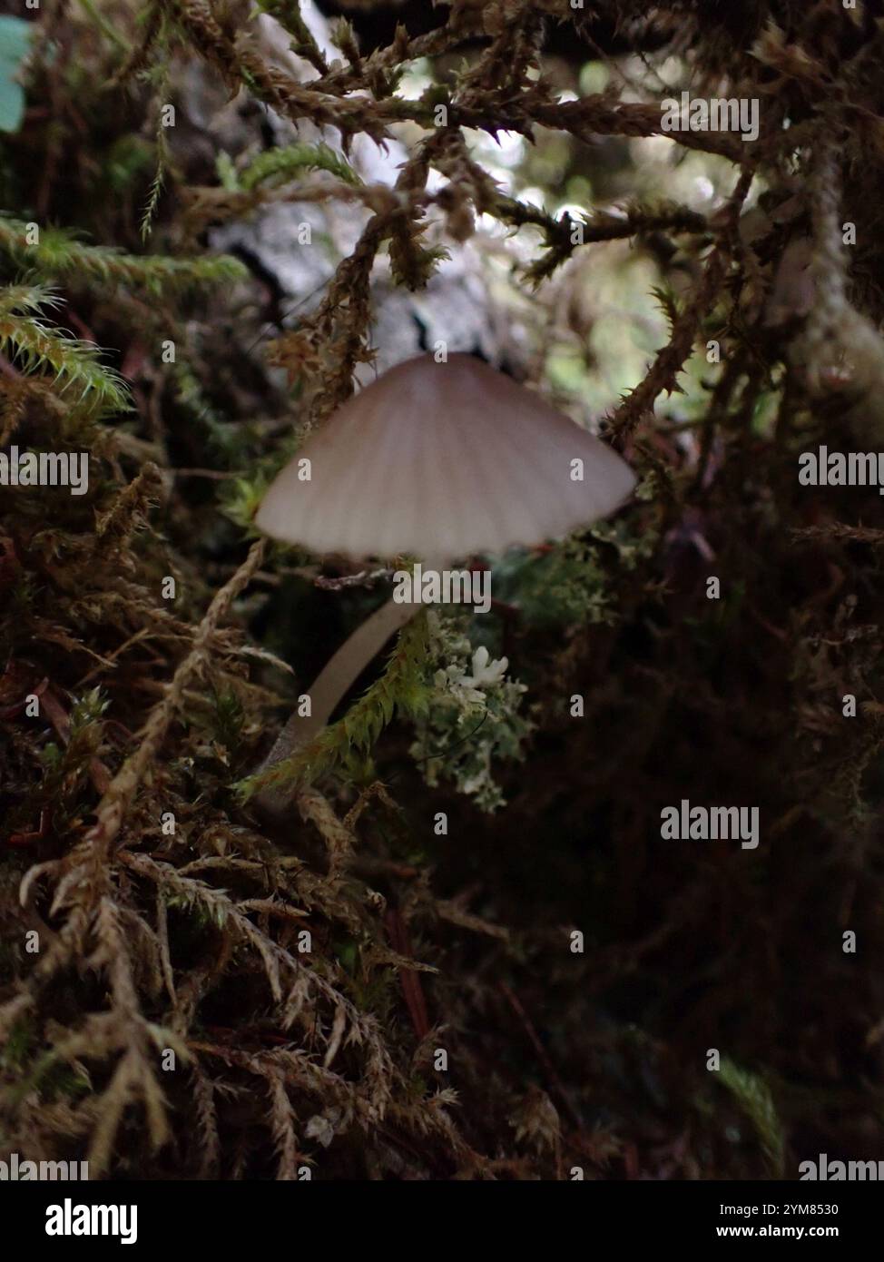 purple-edge bonnet (Mycena purpureofusca Stock Photo - Alamy