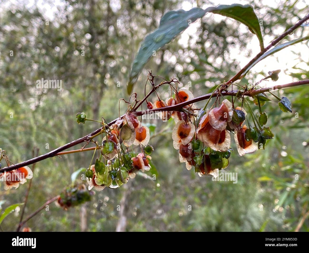 Common Hop Bush (Dodonaea triquetra Stock Photo - Alamy